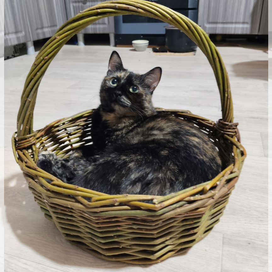 Лежанка для кошек плетеная