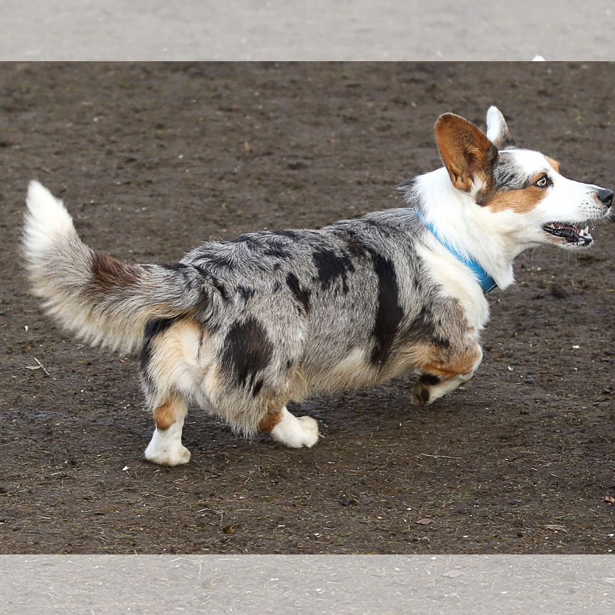 Вельш-корги кардиган, вязка