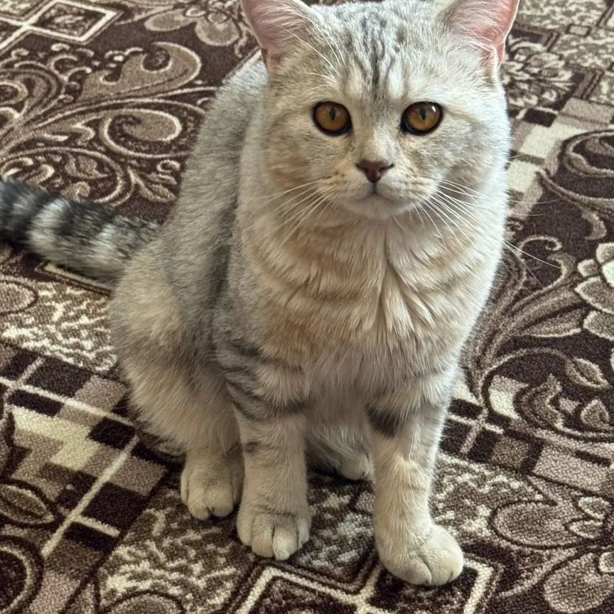 Британский короткошёрстный, взрослый кот