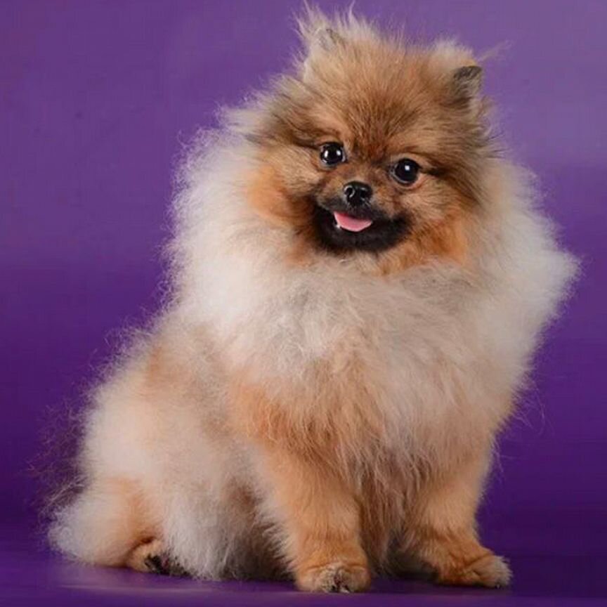 Шпиц девочка мини