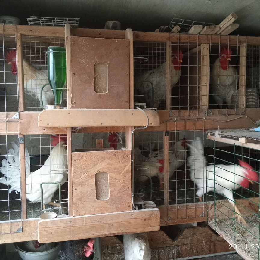 Петушки молодые