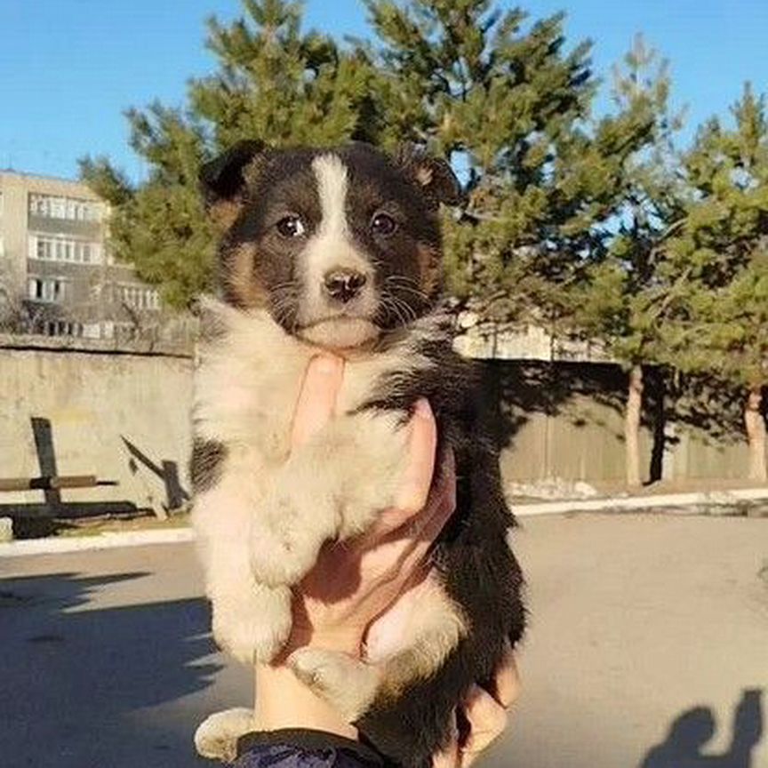 Щенок в добрые руки