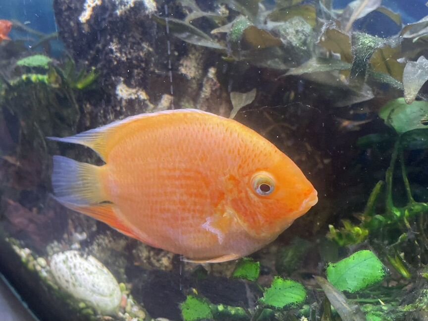 Аквариумная рыбка ложный дискус (северум)