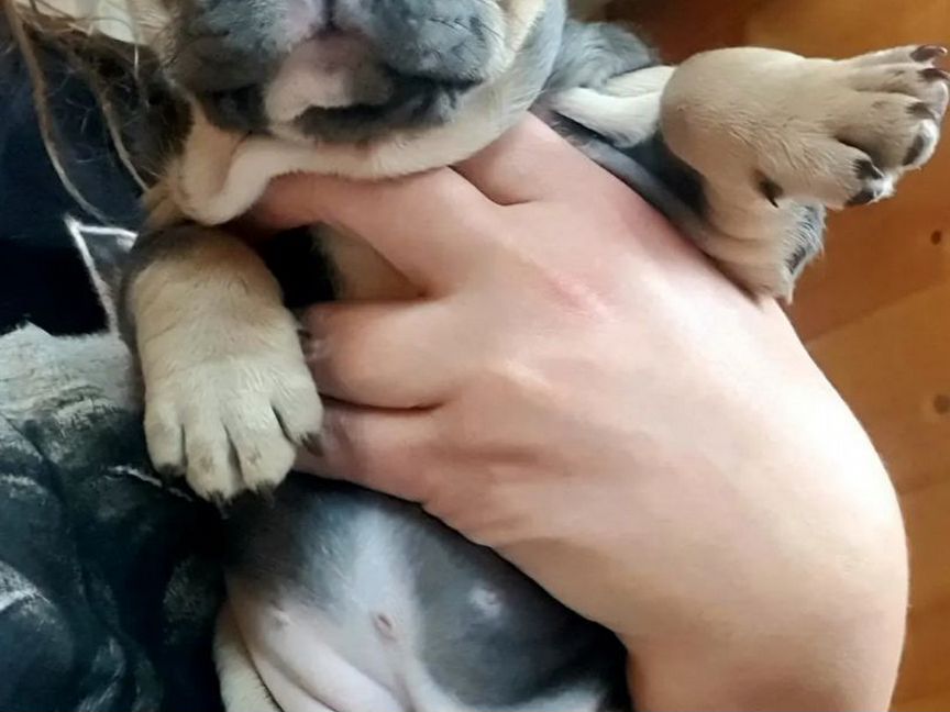 Французский бульдог