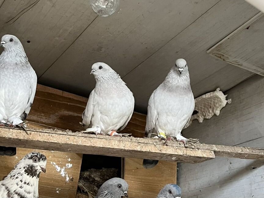 Продажа голубей