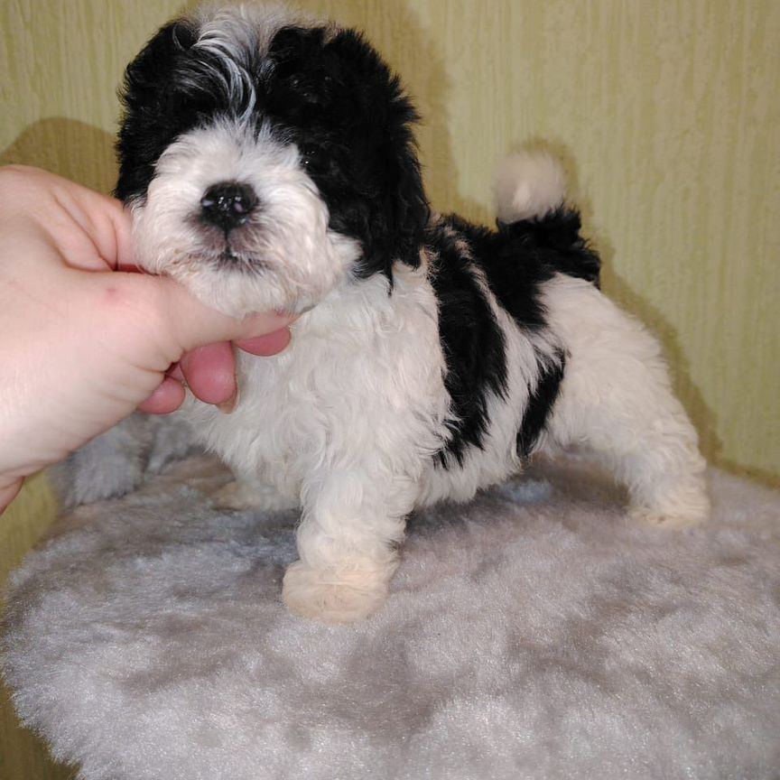 Мальтипу панда