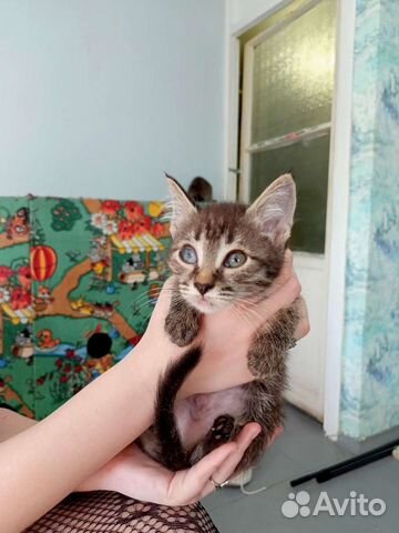 Котенок в самые добрые руки