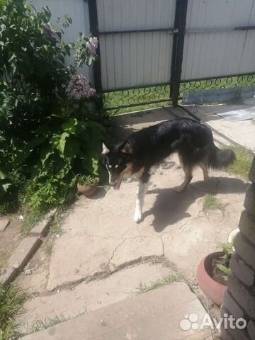 Отдам даром бесплатно в дар собаку