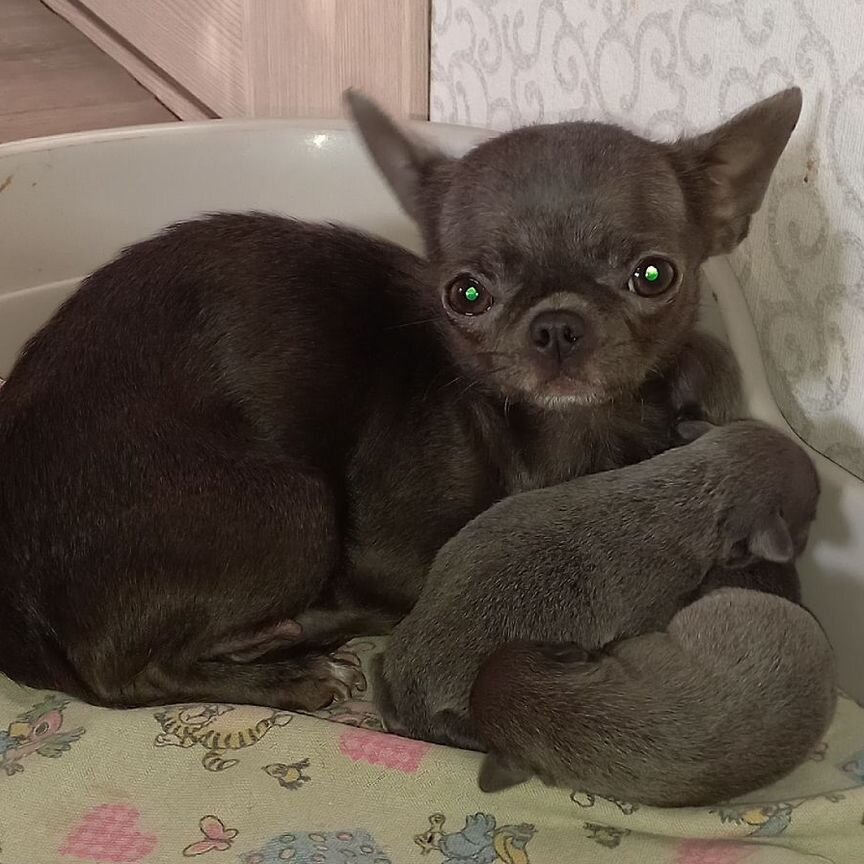 Чихуахуа, щенок