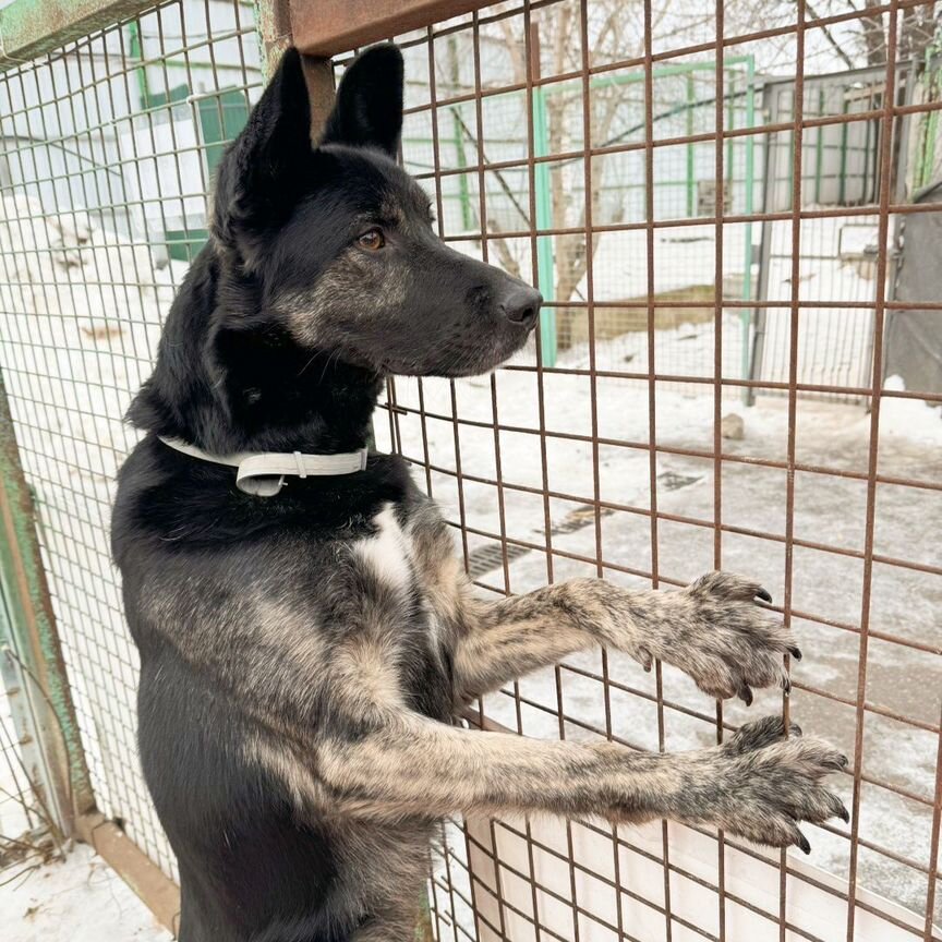 Молодой пес грустит в клетке