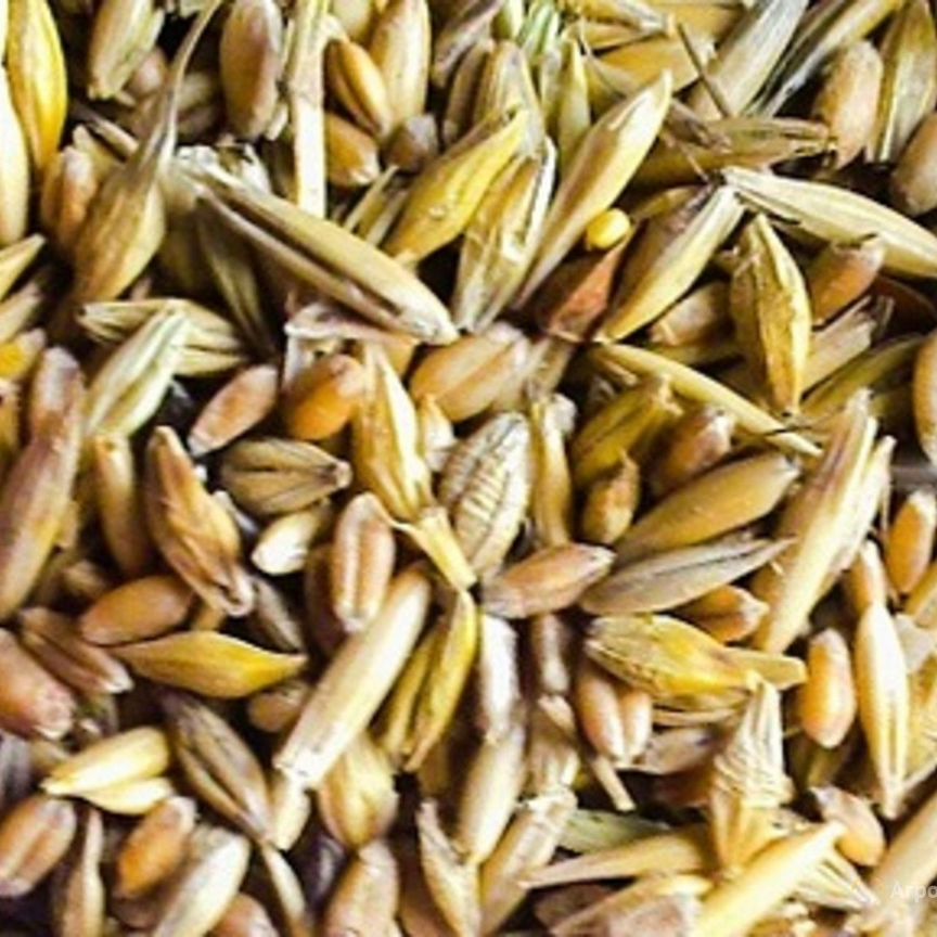 Продаётся зерносмесь