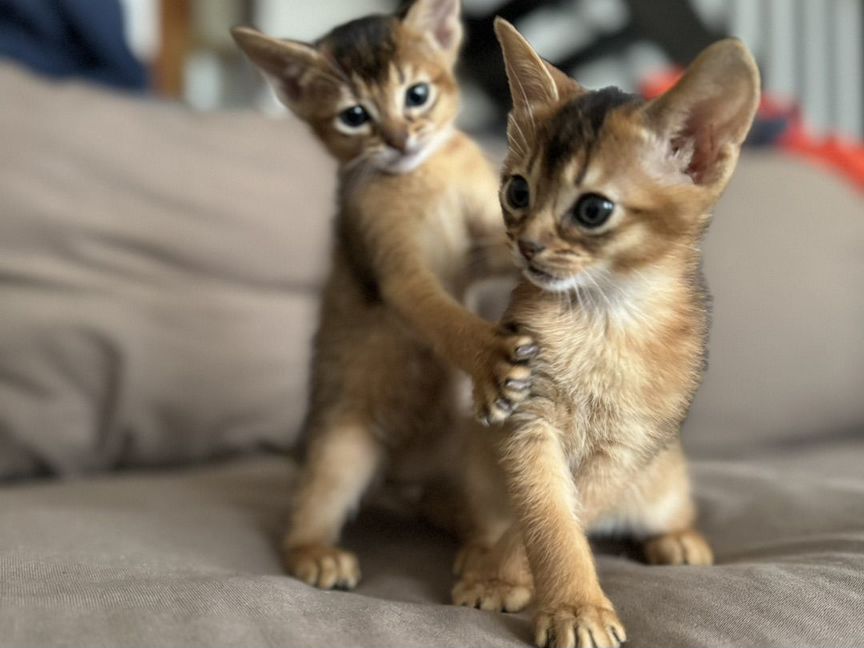 Абиссинские котята дикий окрас