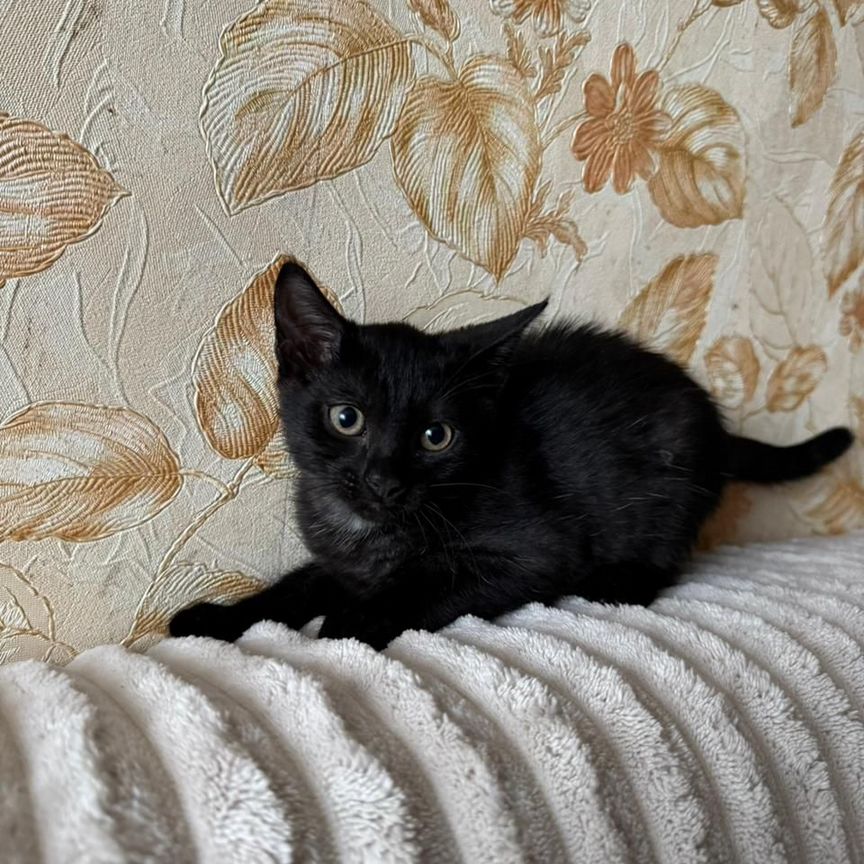 Котята в добрые руки бесплатно