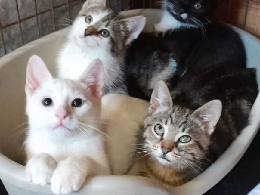 Котятки разные много