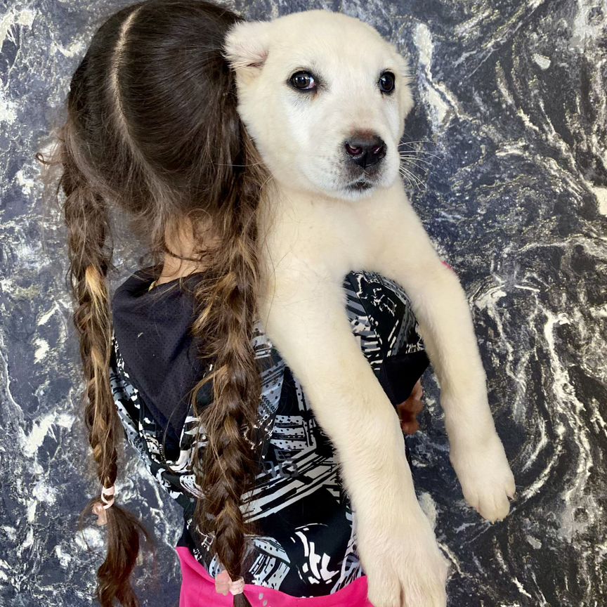 Среднеазиатская овчарка, щенок