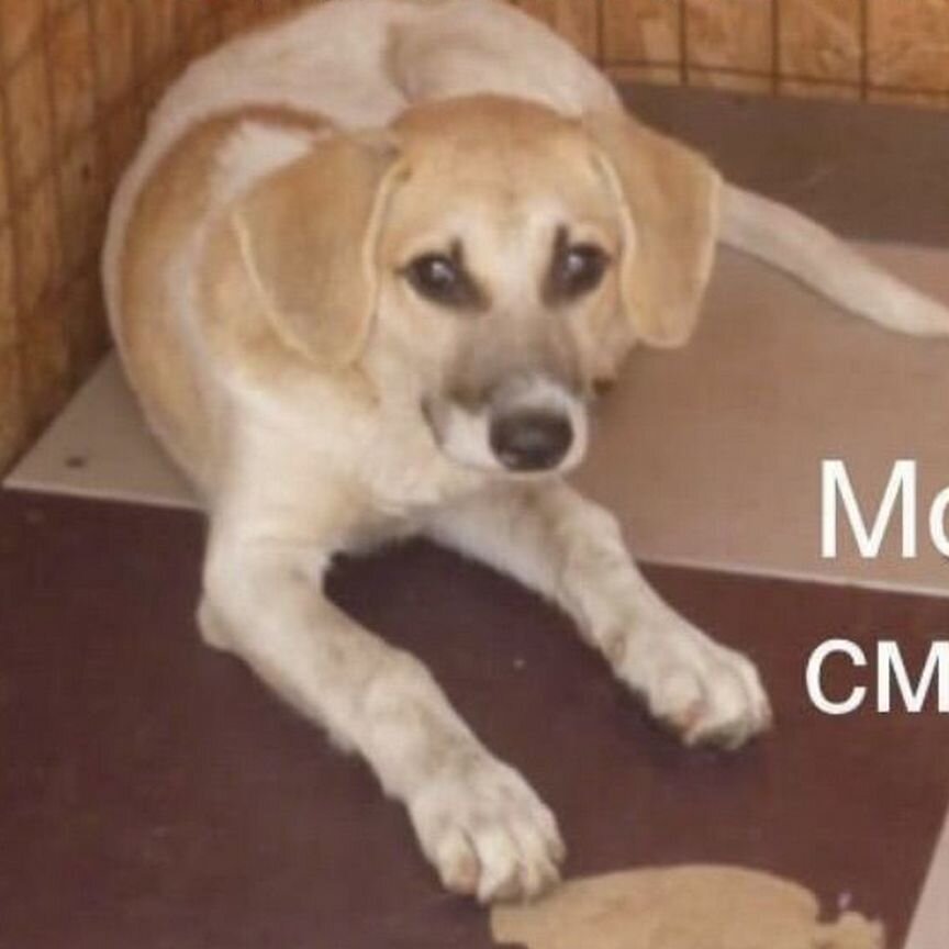 Спасите собаку от усыпления