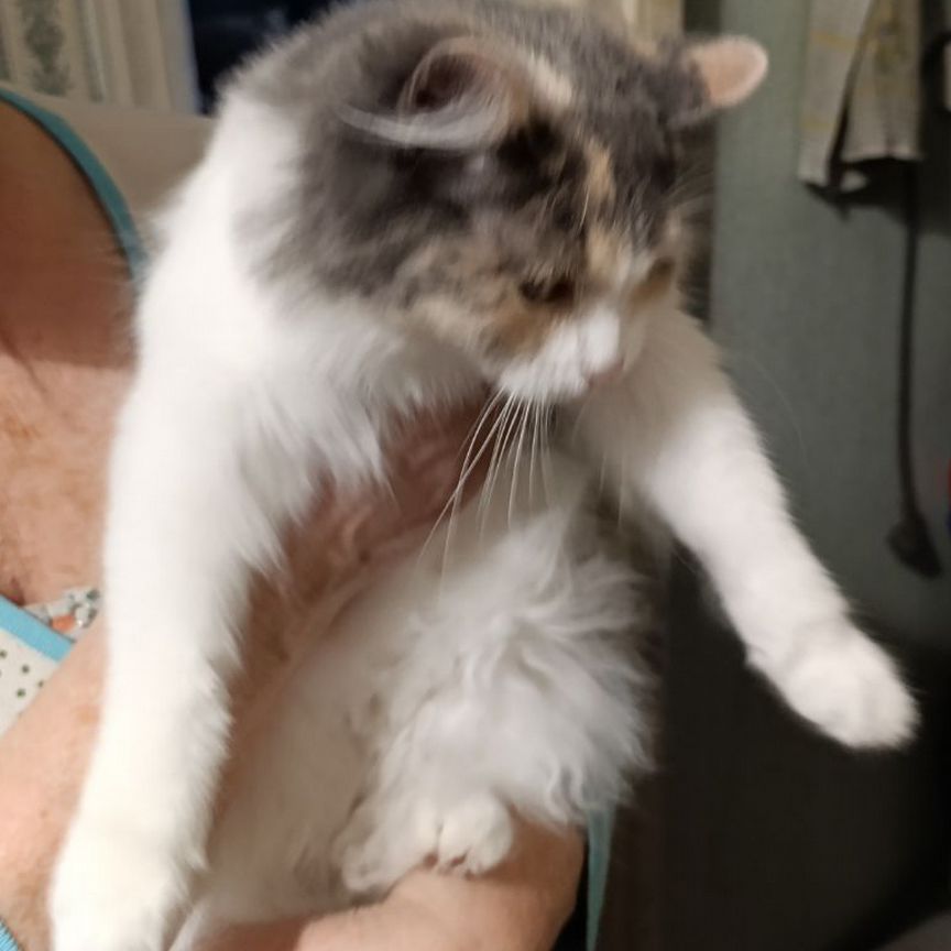 Взрослая кошка в добрые руки