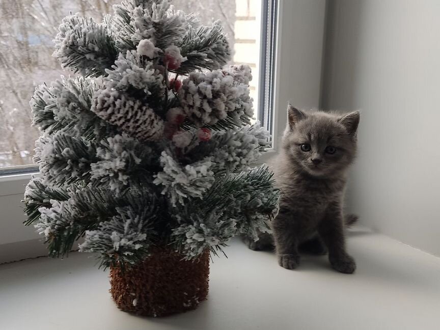 Шотландские котята