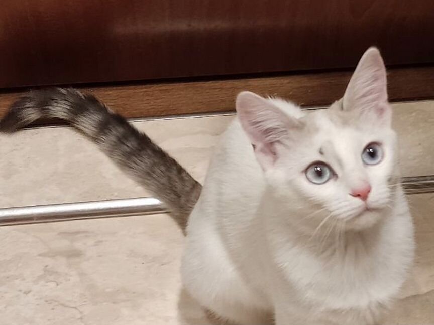 Кошечка метис-необыкновенная)