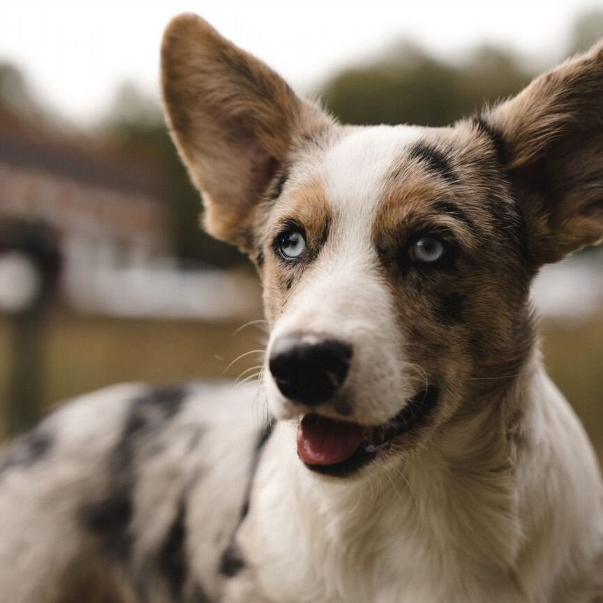 Щенки корги