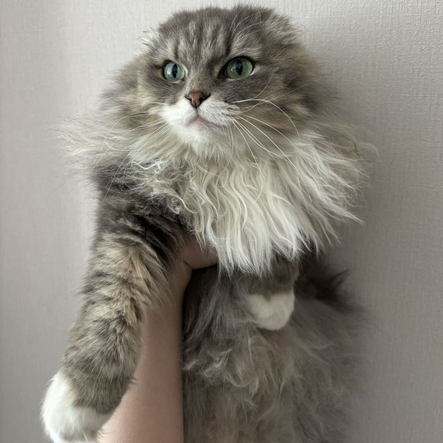 Шотландская вислоухая длинношёрстная, взрослая кошка