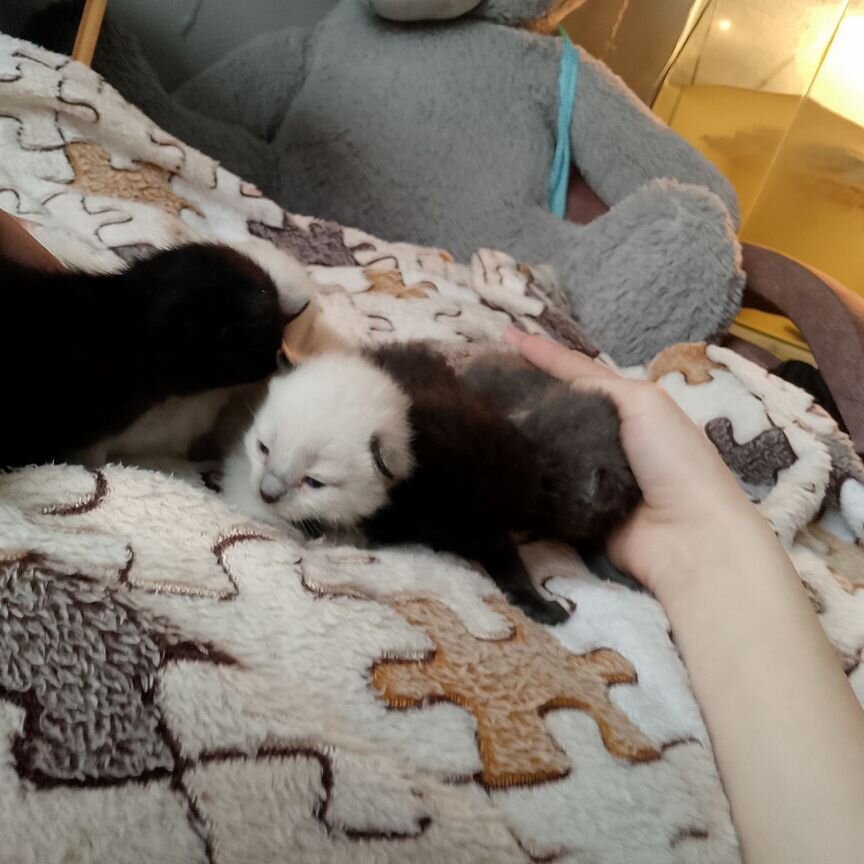 Котята