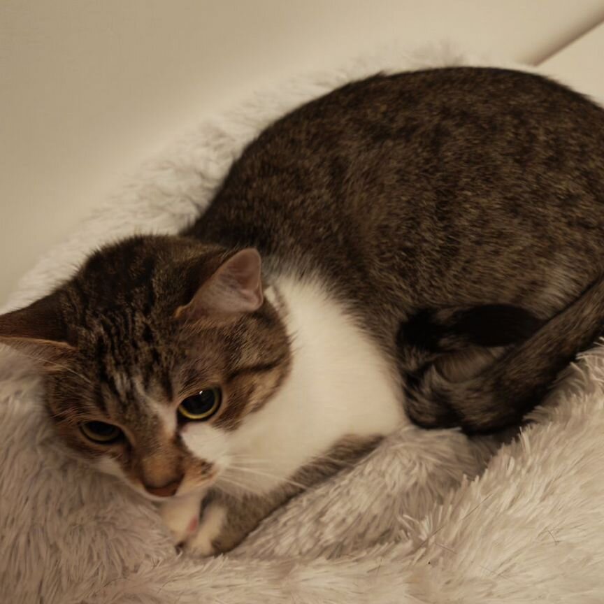 Взрослая, кошка в добрые руки