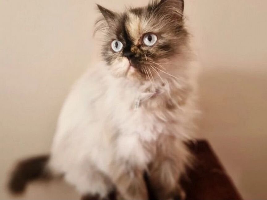 Невская маскарадная