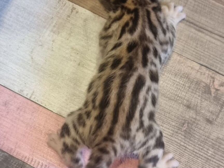 Бронь бенгальского чуда