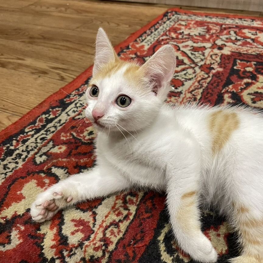 Рыжий котенок в добрые руки