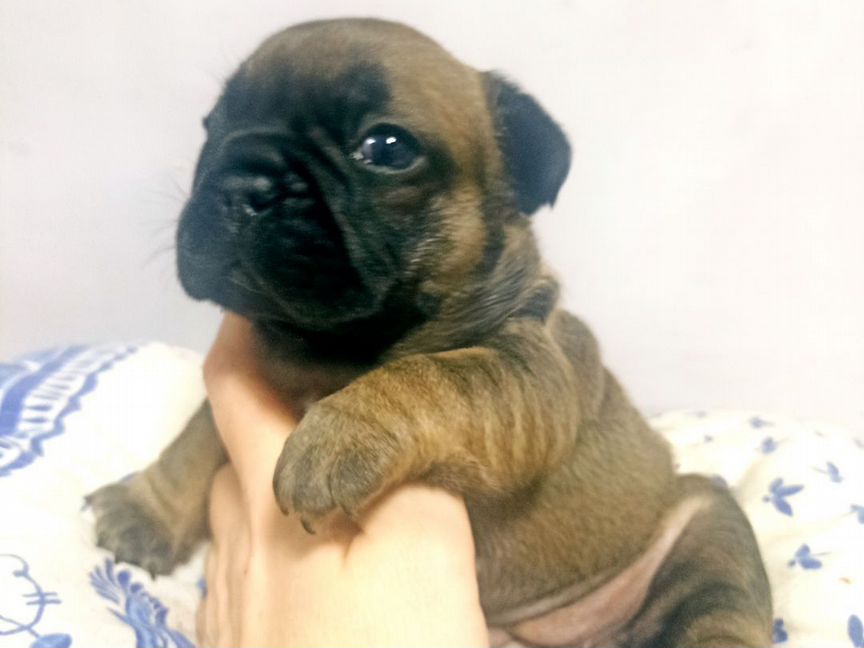 Французский бульдог щенки