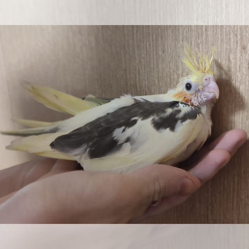 Попугай корелла птенец