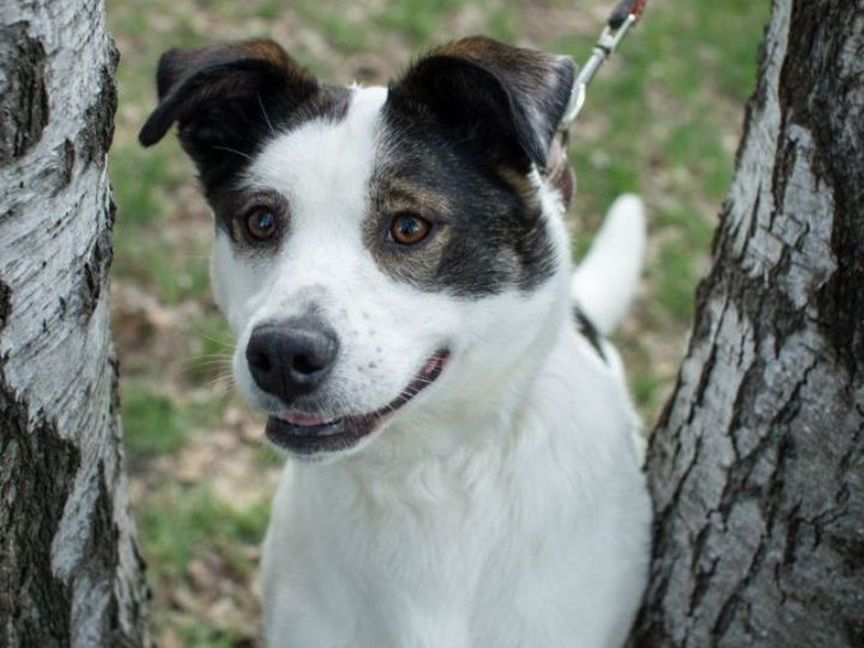 Прекрасной собаке не место в приюте