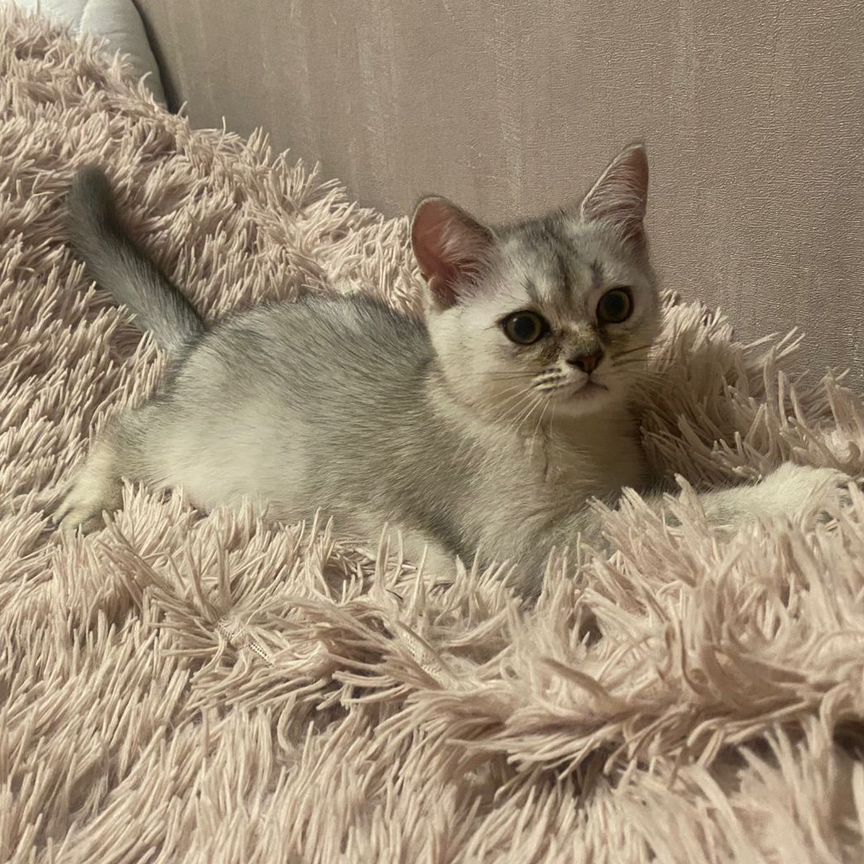 Британские котята серебристая шиншилла