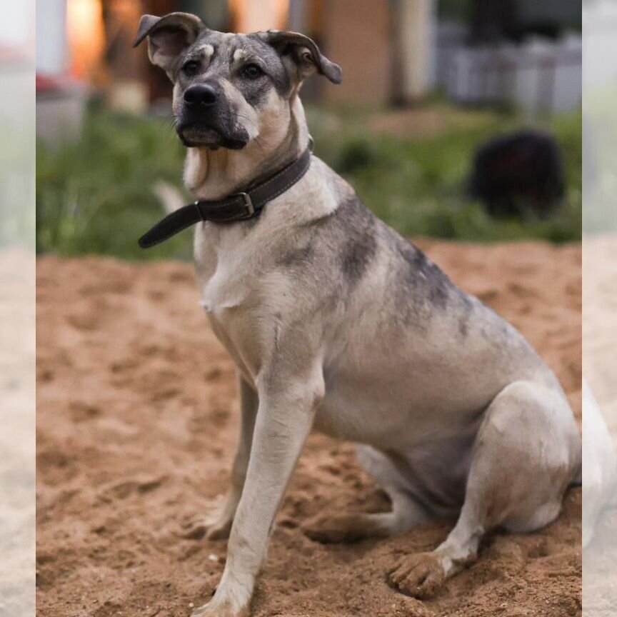 Собака в добрые руки