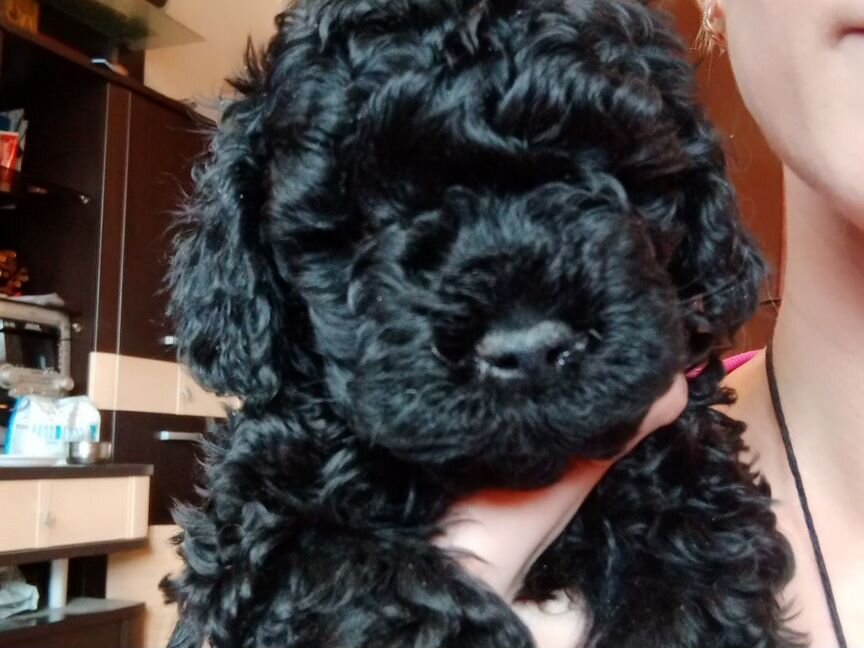 Пудель девочка