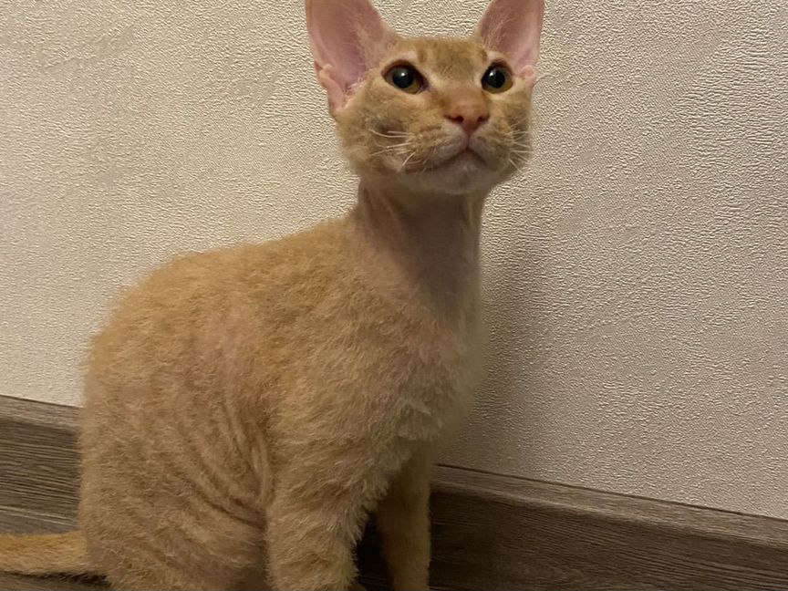 Донской сфинкс браш