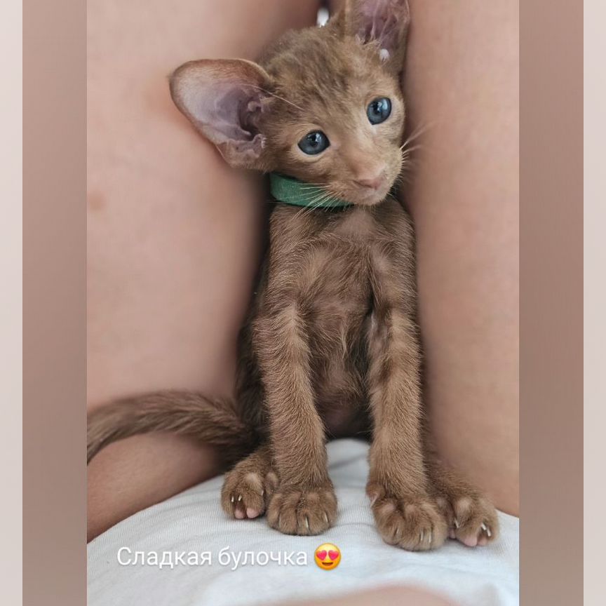 Ориентальный котёнок