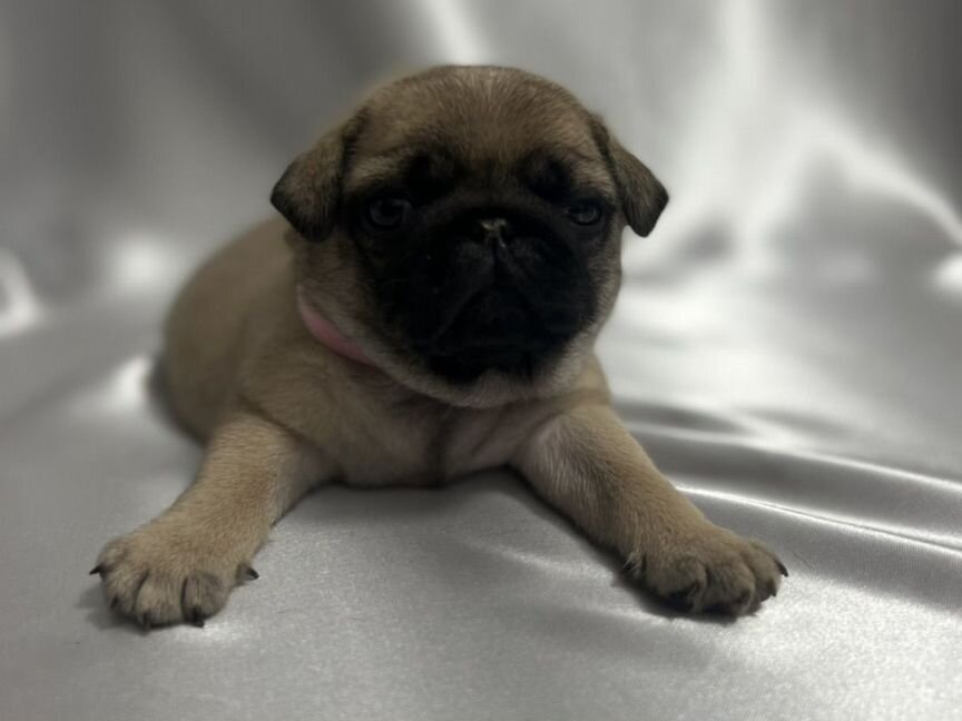 Щенки мопса РКФ