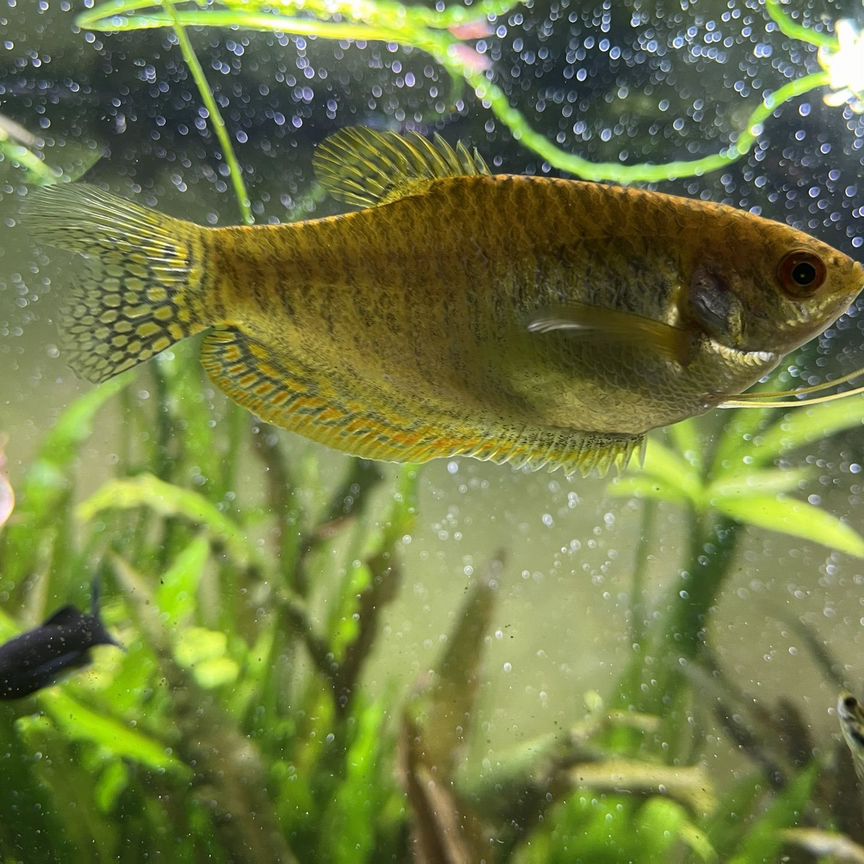 Гурами самка