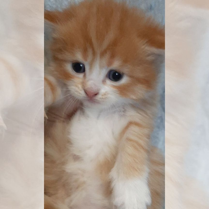 Шотландские длиношерстные котята