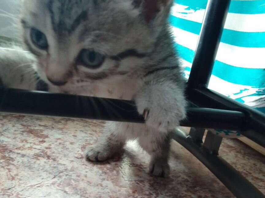 Прекрасная голубоглазая девочка