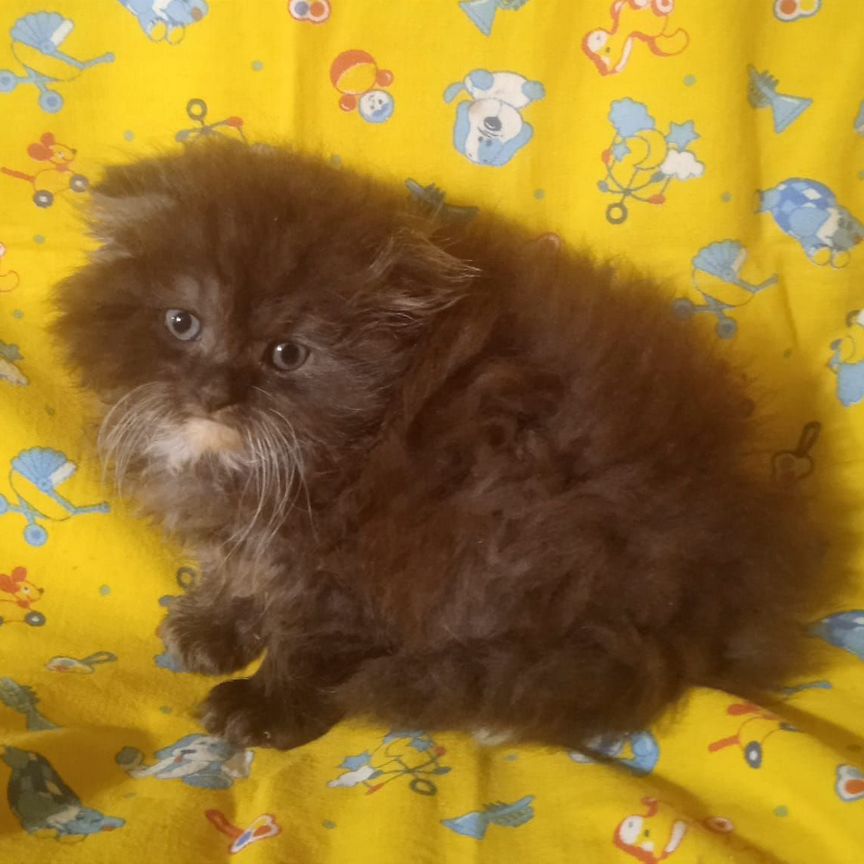 Вислоухие мальчуган