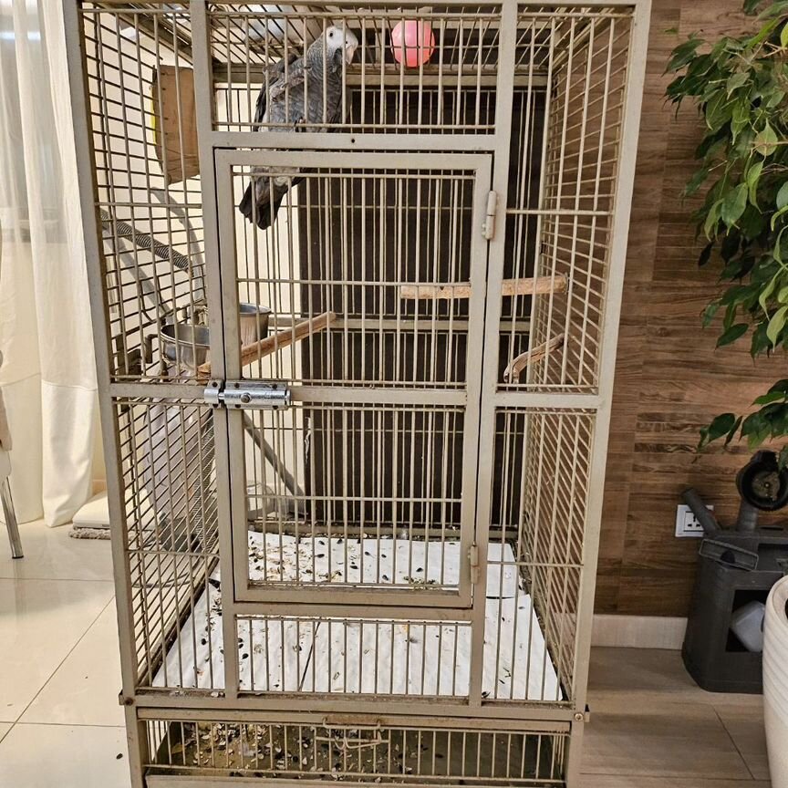 Клетка с попугаем