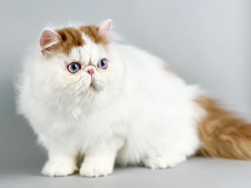 Редкий персидский котик