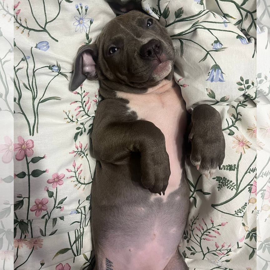 Американский стаффордширский терьер, щенок