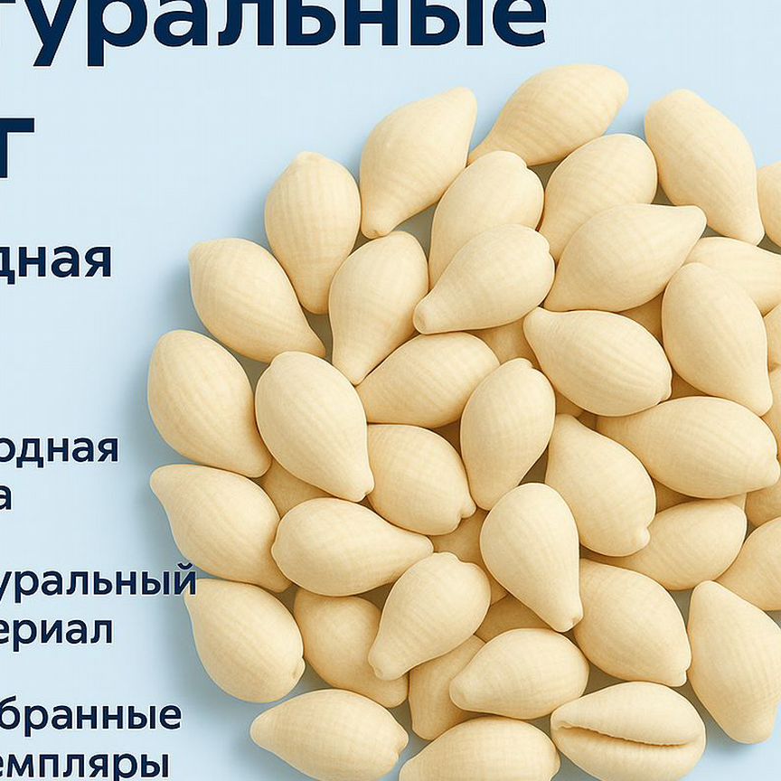 Ракушка морская оптом