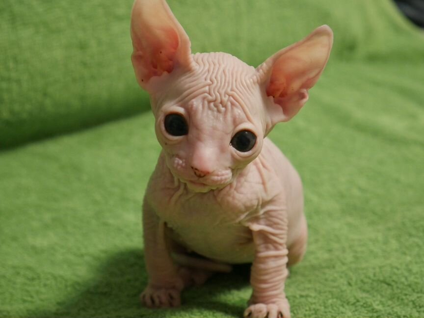 Донской сфинкс котята