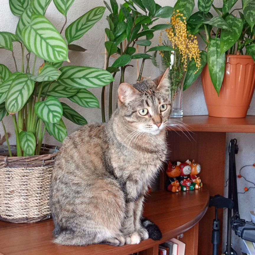 Европейская короткошёрстная, взрослая кошка