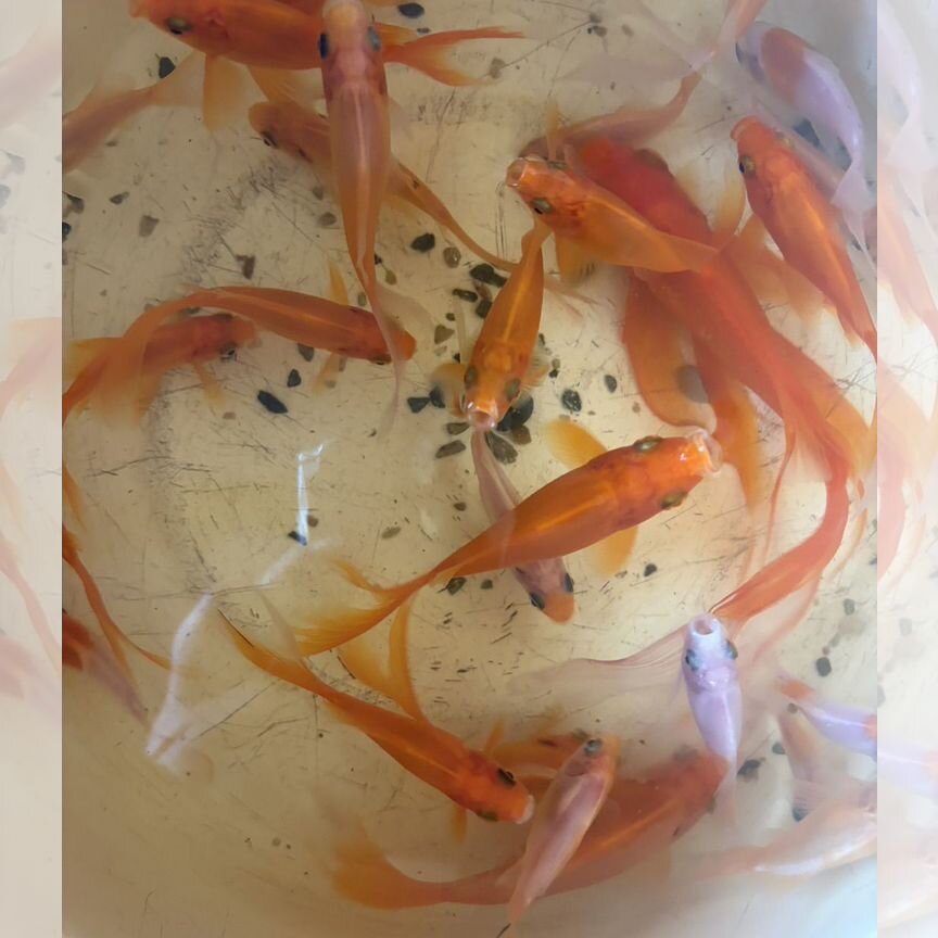 Золотая рыбка комета